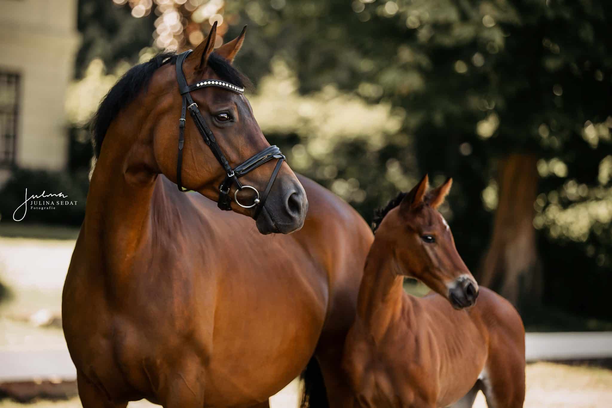 Gestüt Panker - Trakehnerzucht auf Gut Panker