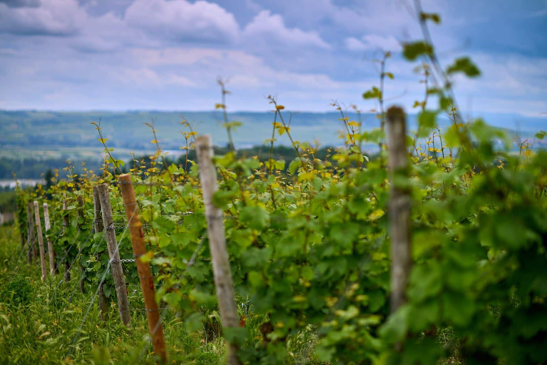 Prinz von Hessen Weine auf Gut Panker - Auf Gut Panker